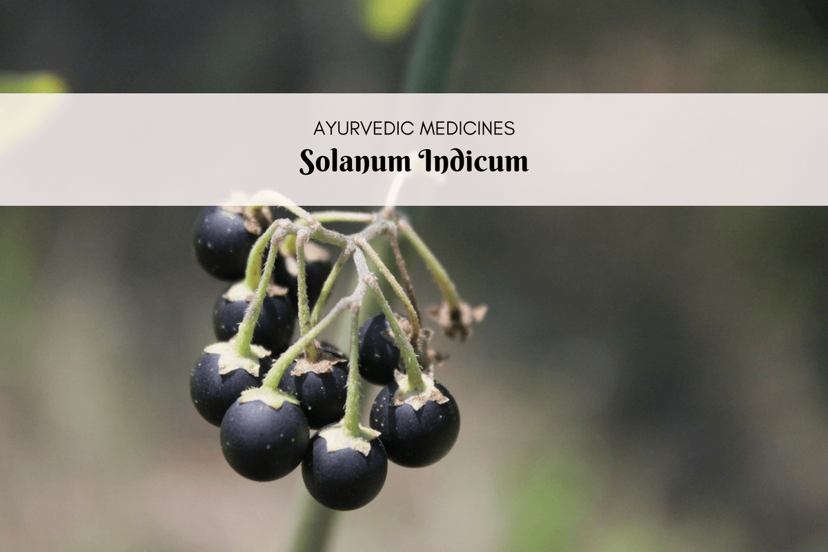 Solanum Indicum a.k.a Brihati – Uses, Dosage And Side Effects