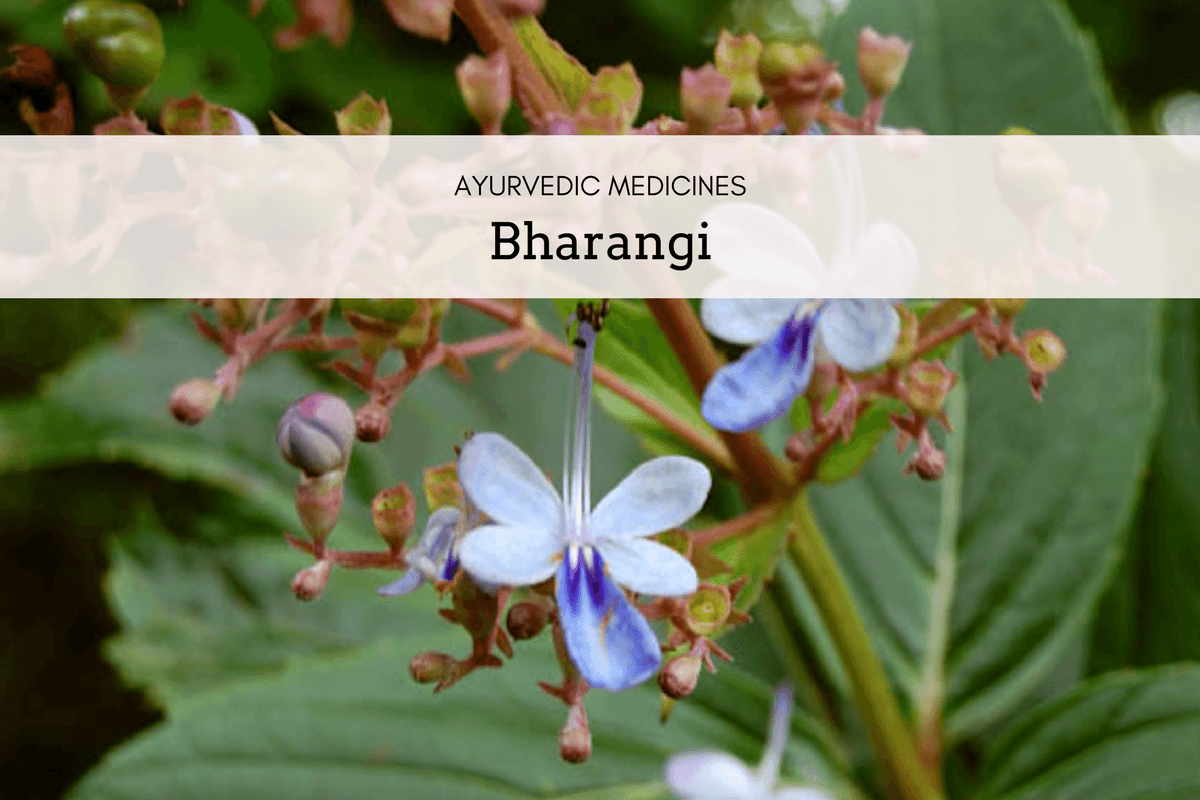 Bharangi a.k.a Clerodendrum Serratum Medicinal Uses And Dosage