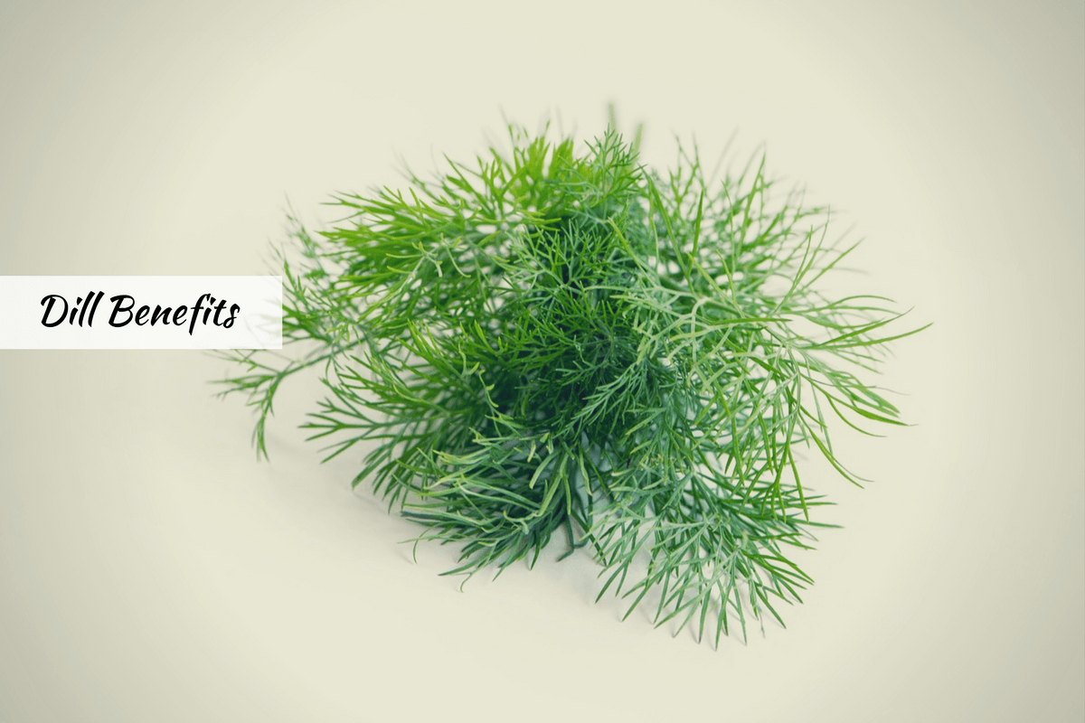6 Surprisingly Great Sowa a.k.a Dill Health Benefits
