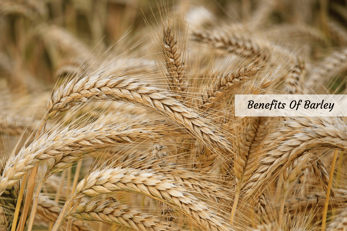 6 Brilliant Barley Benefits You Ought To Know About!