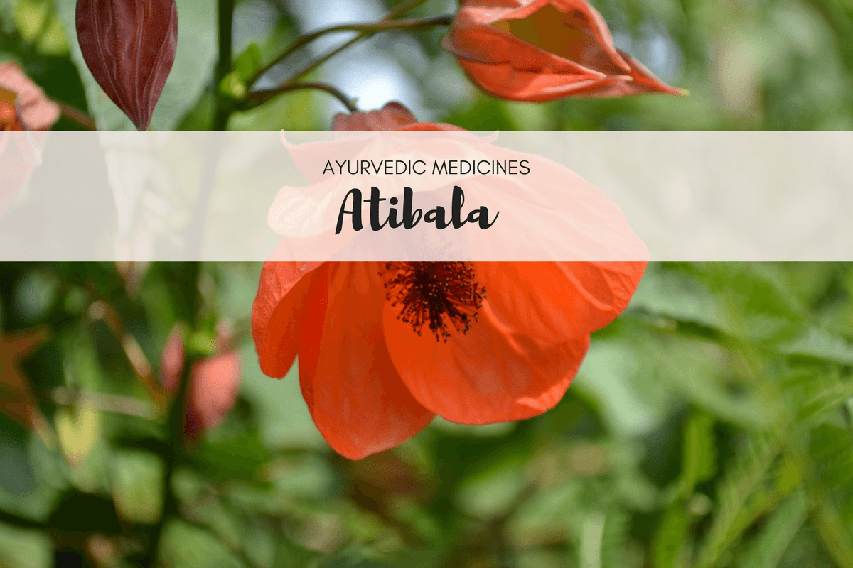 Indian Mallow (Atibala) – Uses, Dosage And Side Effects