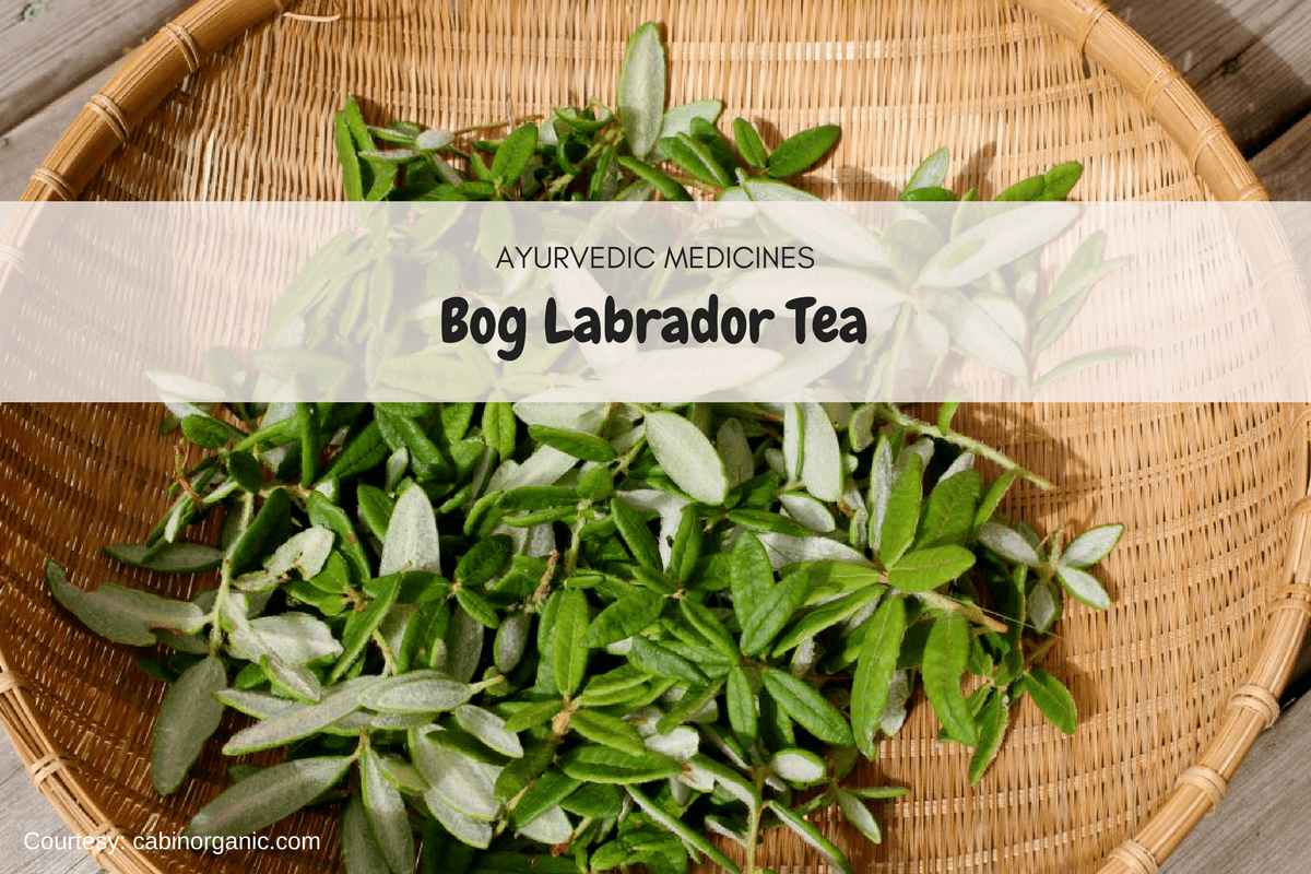 Bog Labrador Tea: Uses, Dosage And Side Effects