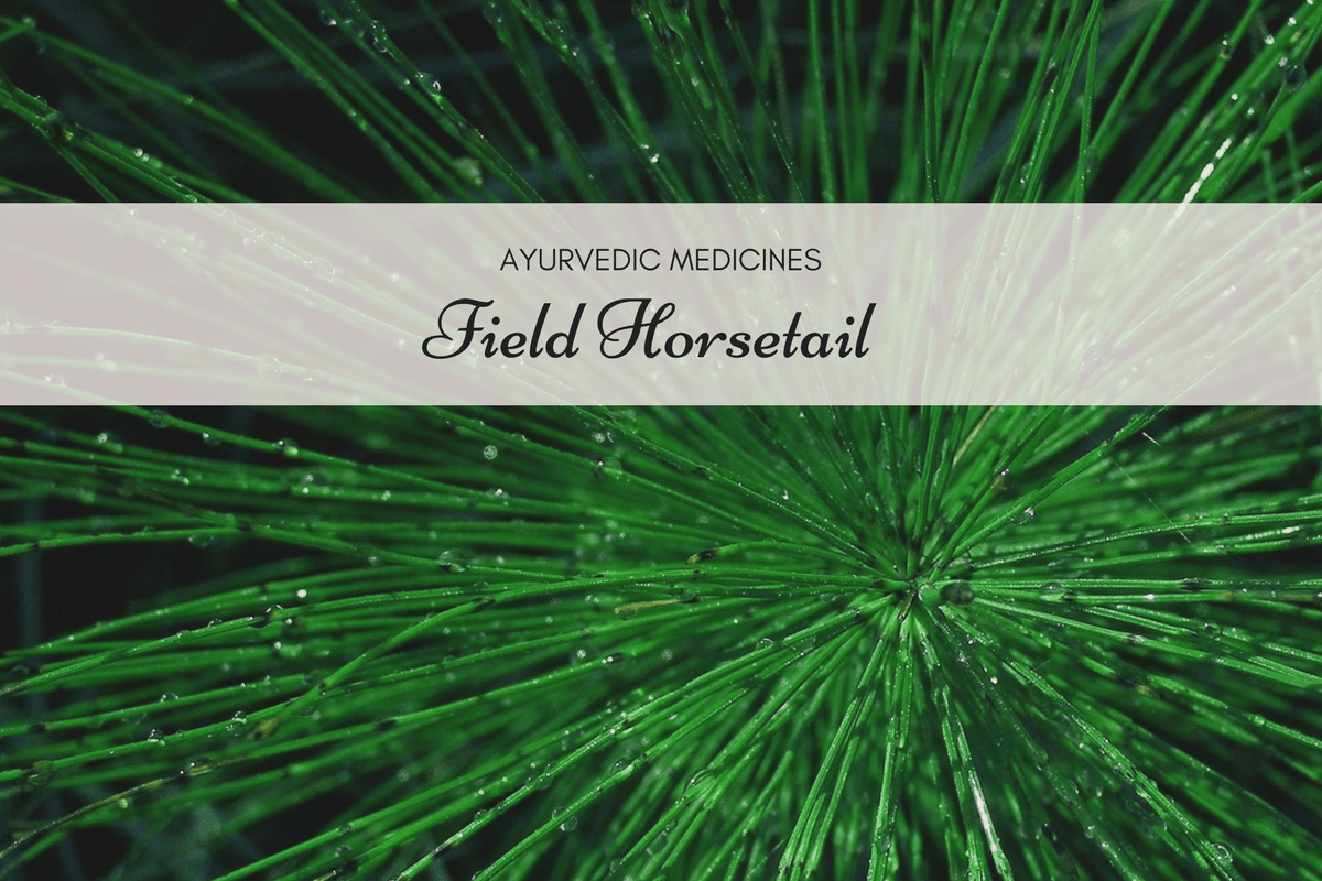 Equisetum Arvense (Field Horsetail): Uses, Dosage And Side Effects