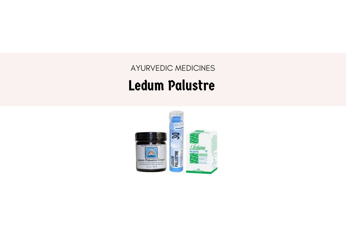 Ledum Palustre Uses And Side Effects You Wound't Want To Miss