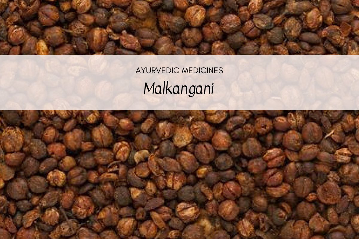 Malkangani (Celastrus Paniculatus) Uses And Side Effects