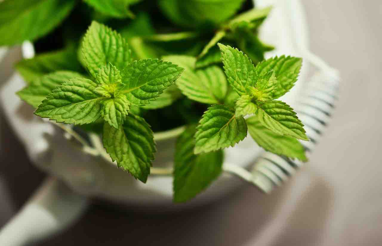 Peppermint Oil Uses: A Powerful, Versatile Herbal Remedy