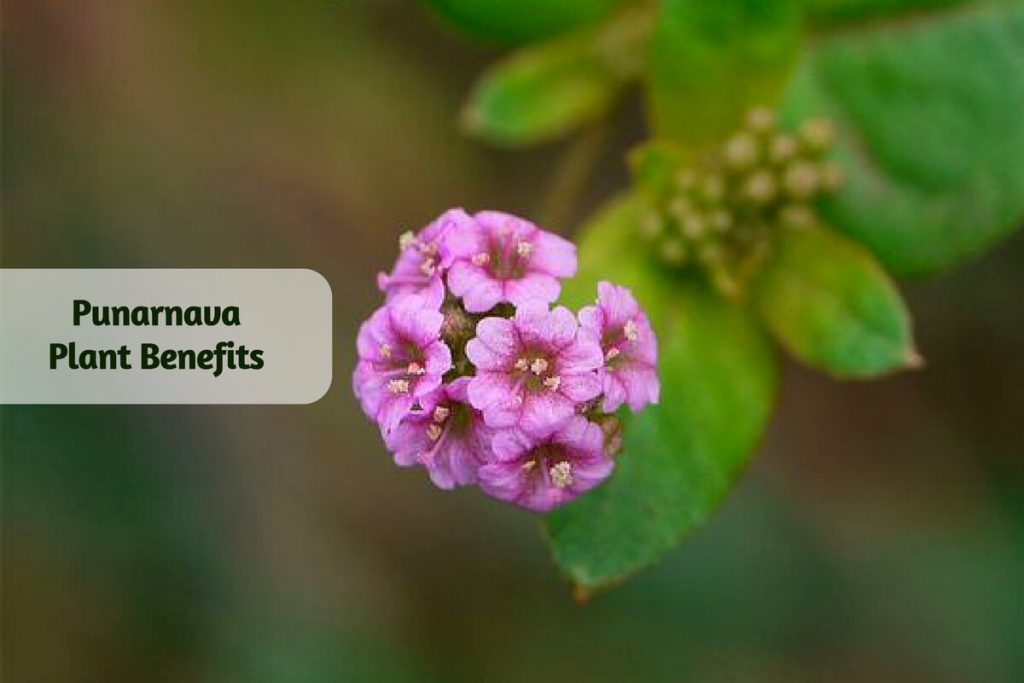Punarnava Benefits - Ayurvedum - Ayurvedum