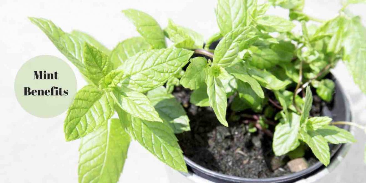 health-benefits-of-mint - Ayurvedum