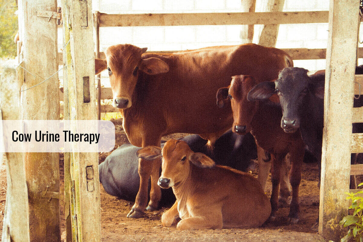 Cow Urine Therapy Is The Answer To All Your Ailments.