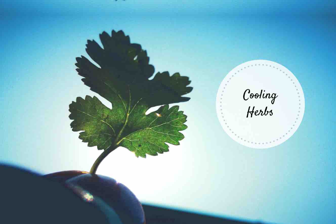 A List Of Cooling Herbs For Summer Heat & Excess Pitta
