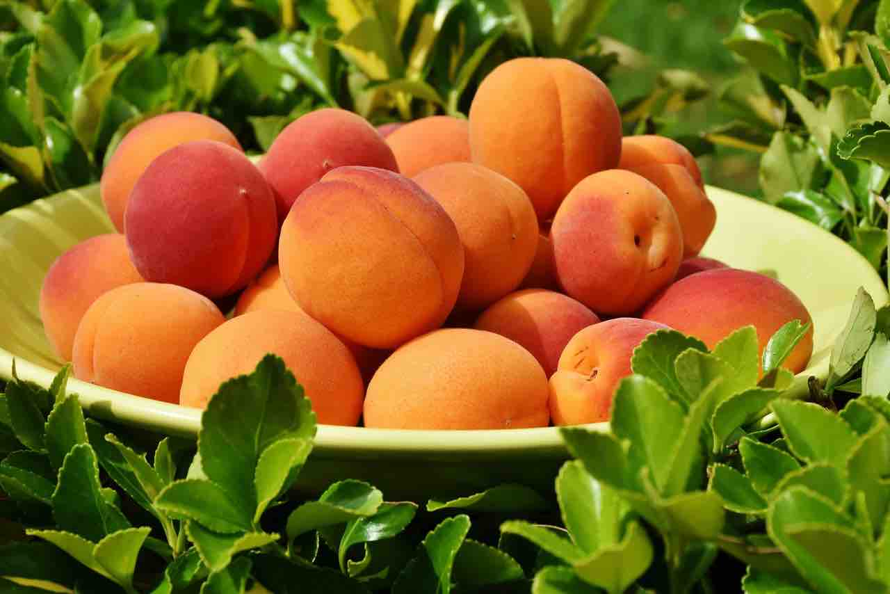 Apricot Health Benefits: A Yummy Fruit Packed With Goodness