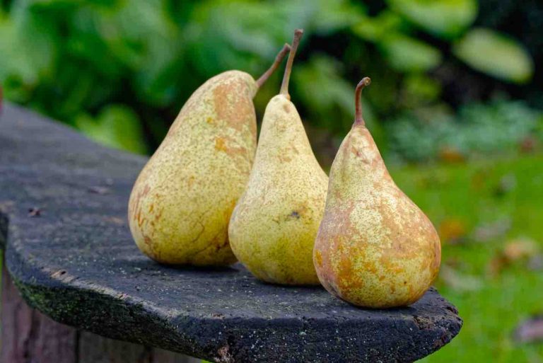 Benefits Of Eating Pears: A Humble, Nourishing & Delicious Fruit