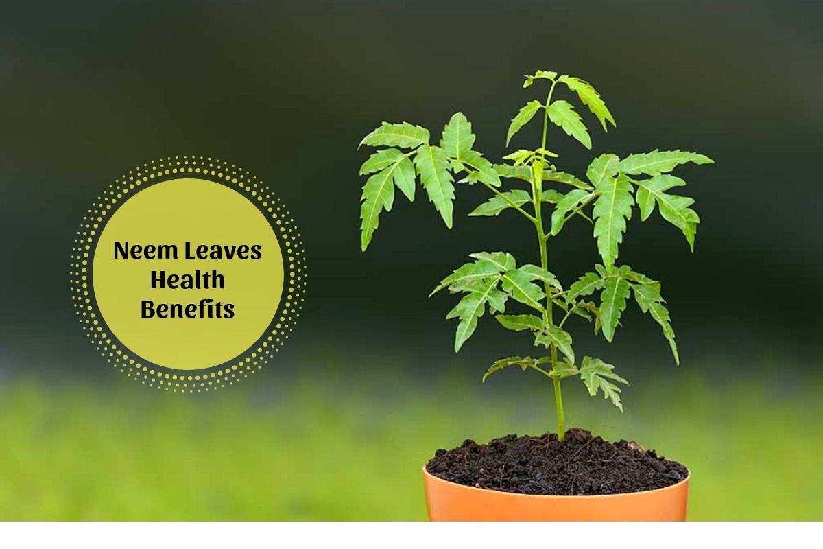 Benefits of neem leaves _ Ayurvedum - Ayurvedum