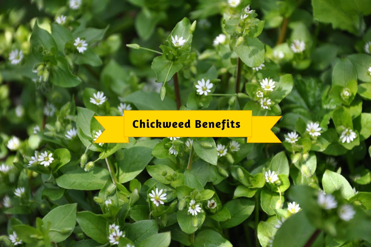 Chickweed Benefits: A Healing & Medicinal Weed (Tea Recipe Included)