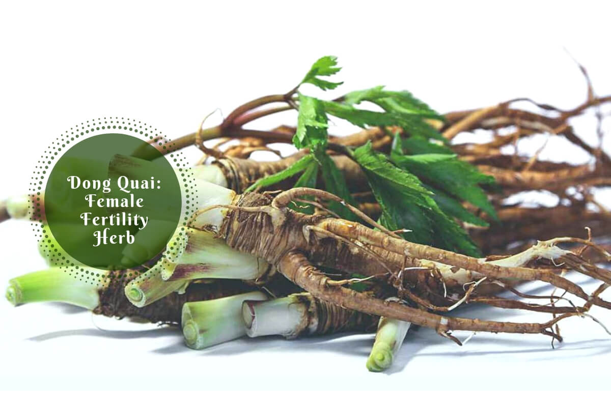 Dong Quai A.K.A. The Female Ginseng: Benefits, Side Effects & Dosage