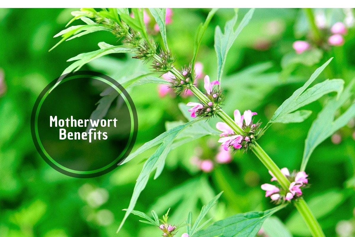Motherwort Benefits & Side Effect: How Much To Use & When?