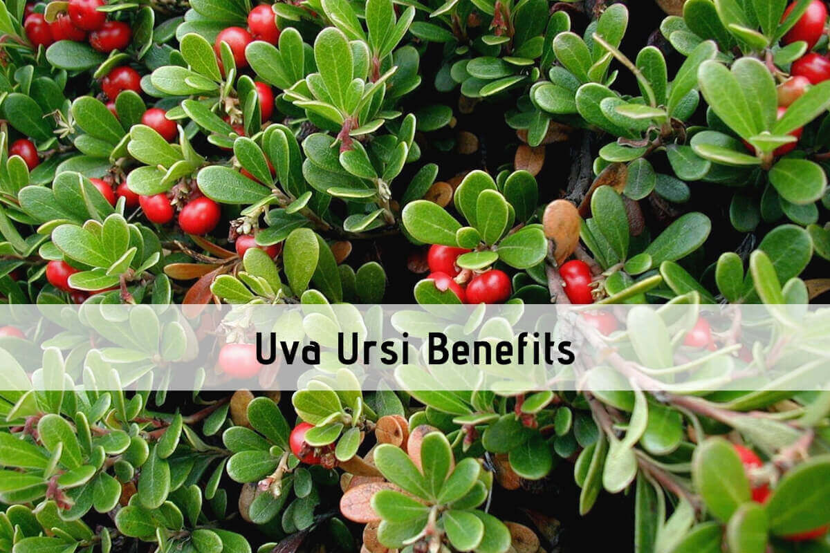 Bearberry A.K.A. Uva Ursi Benefits: Nature's Way To Cure Health Issues