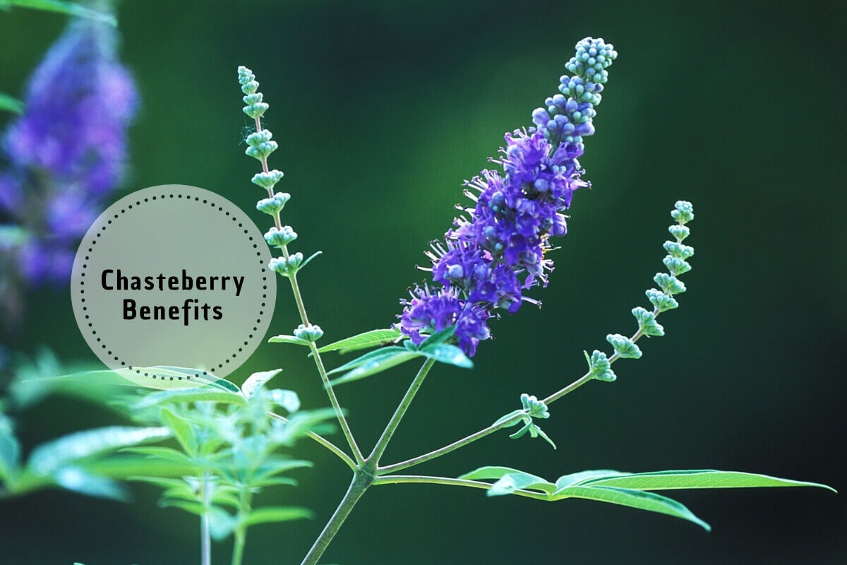 Vitex Agnus Castus: Chasteberry Benefits, Side Effects & Dosage Vitex Agnus Castus: Chasteberry Benefits, Side Effects & Dosage