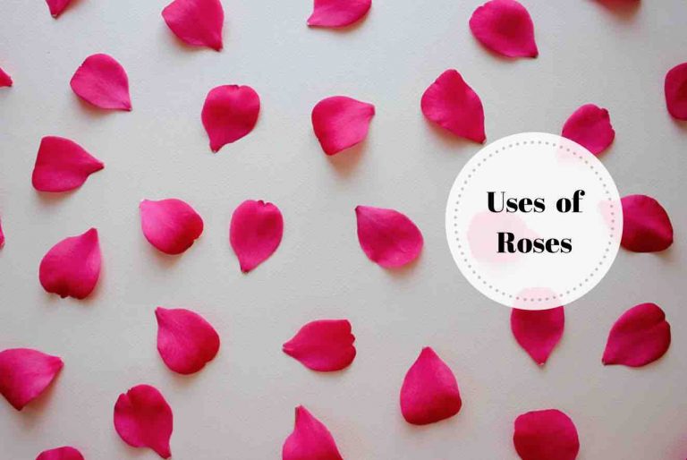 uses of rose flower - Ayurvedum