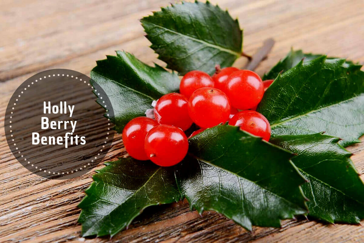 Holly Berry: Much More Than A Glossy Christmas Decoration
