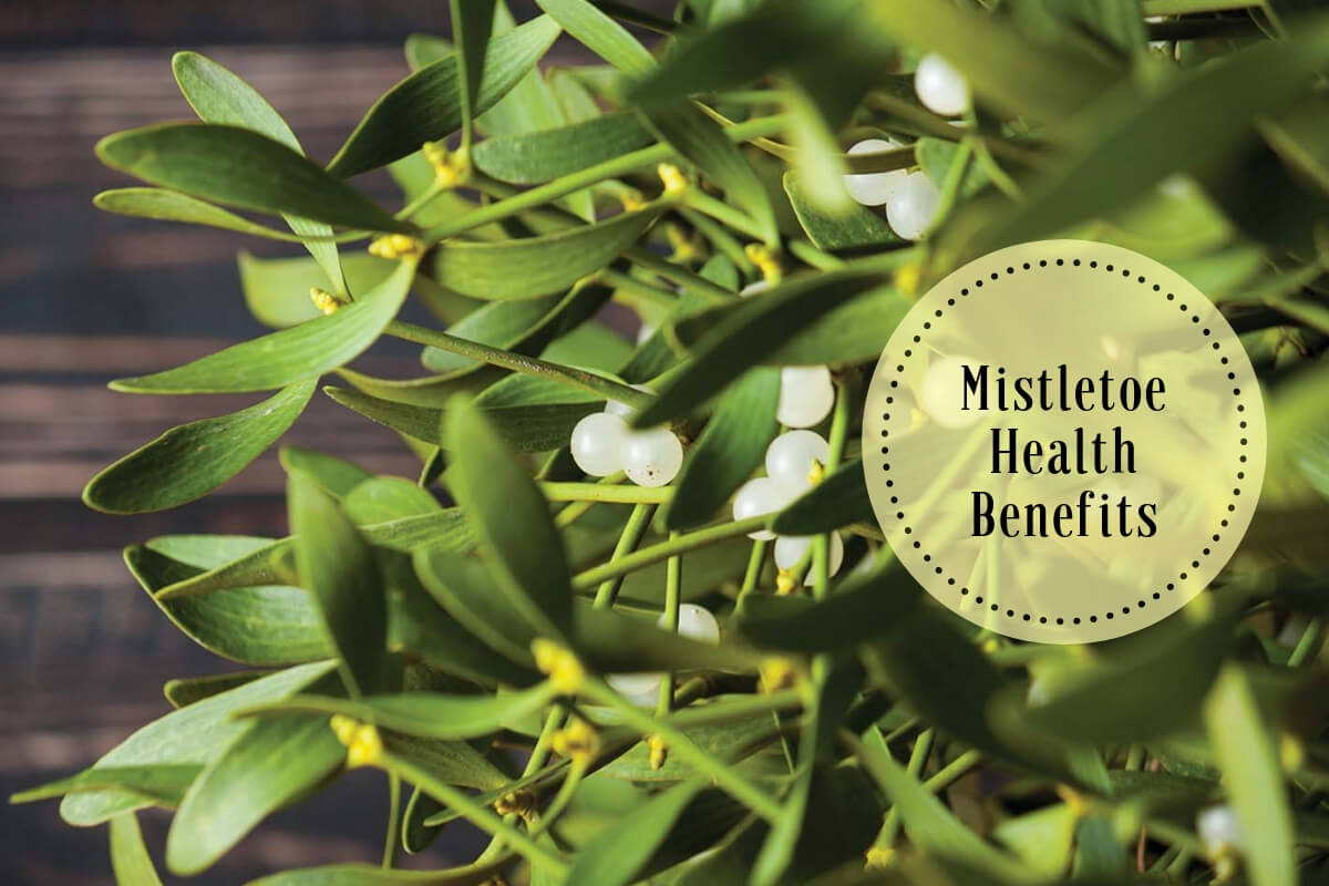What Is Mistletoe? What Is it Used For? What Are Its Health Benefits?
