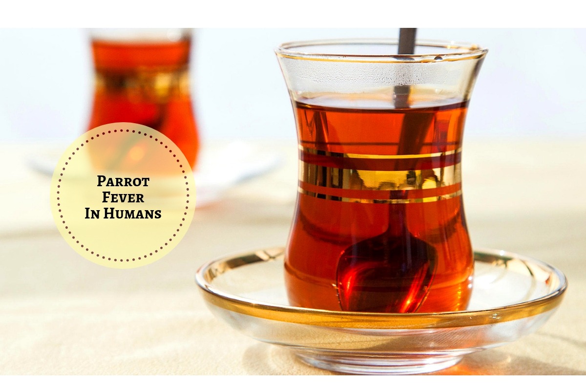 Psittacosis: Effective Home Remedies To Get Rid Of The Parrot Fever