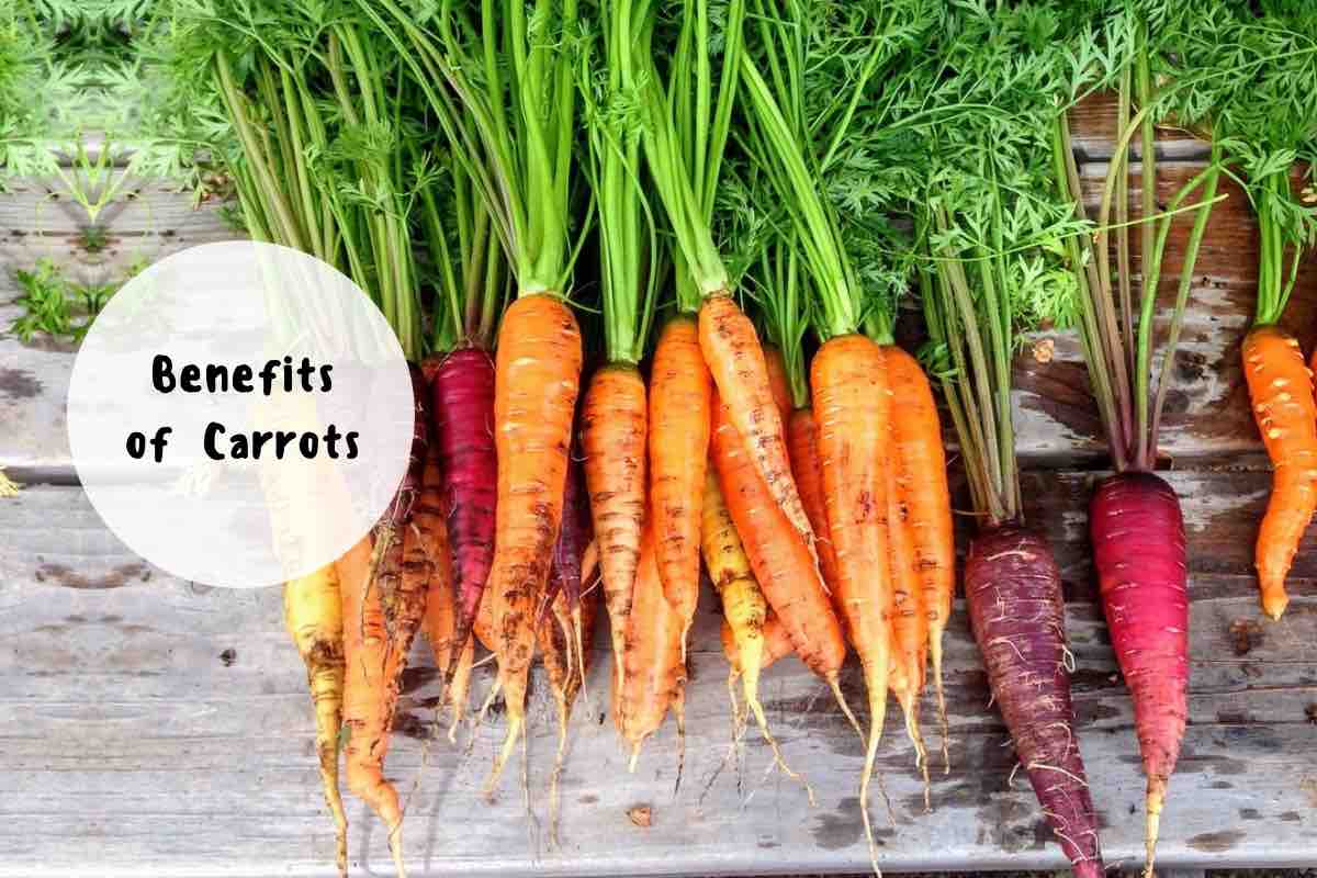 Health Benefits Of Carrots: Sweet-n-Crunchy Treats For Good Health