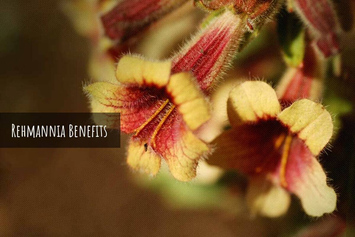 Rehmannia Root: Reasons Why You Must Try This Chinese Herb