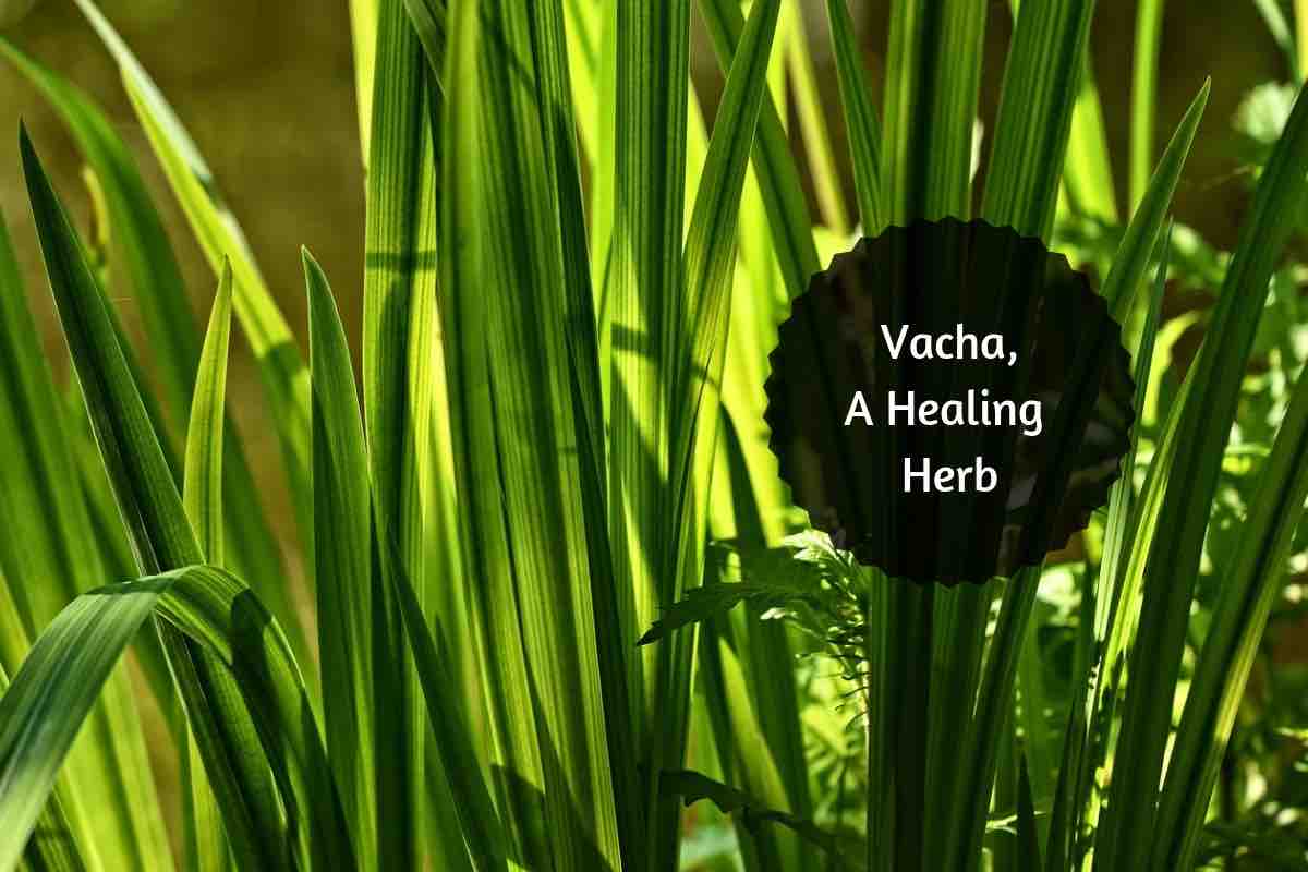 Acorus Calamus: A Herb For Strength, Healing And Wellness