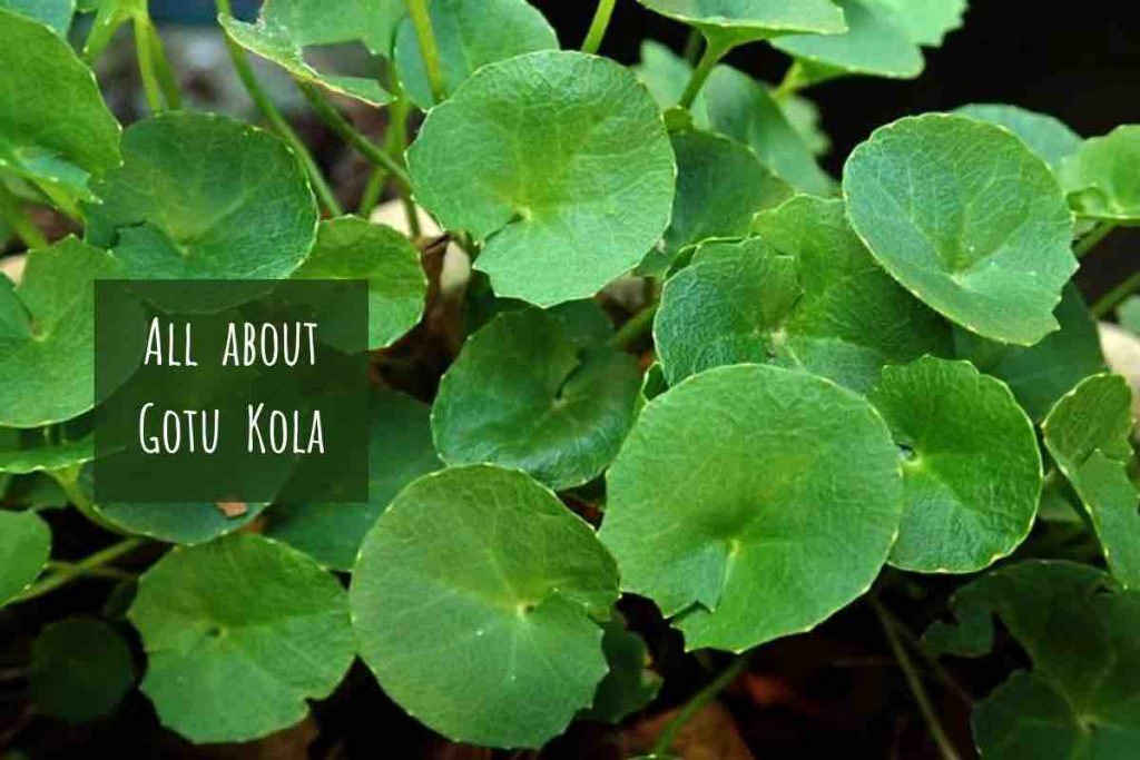 gotu kola - Ayurvedum