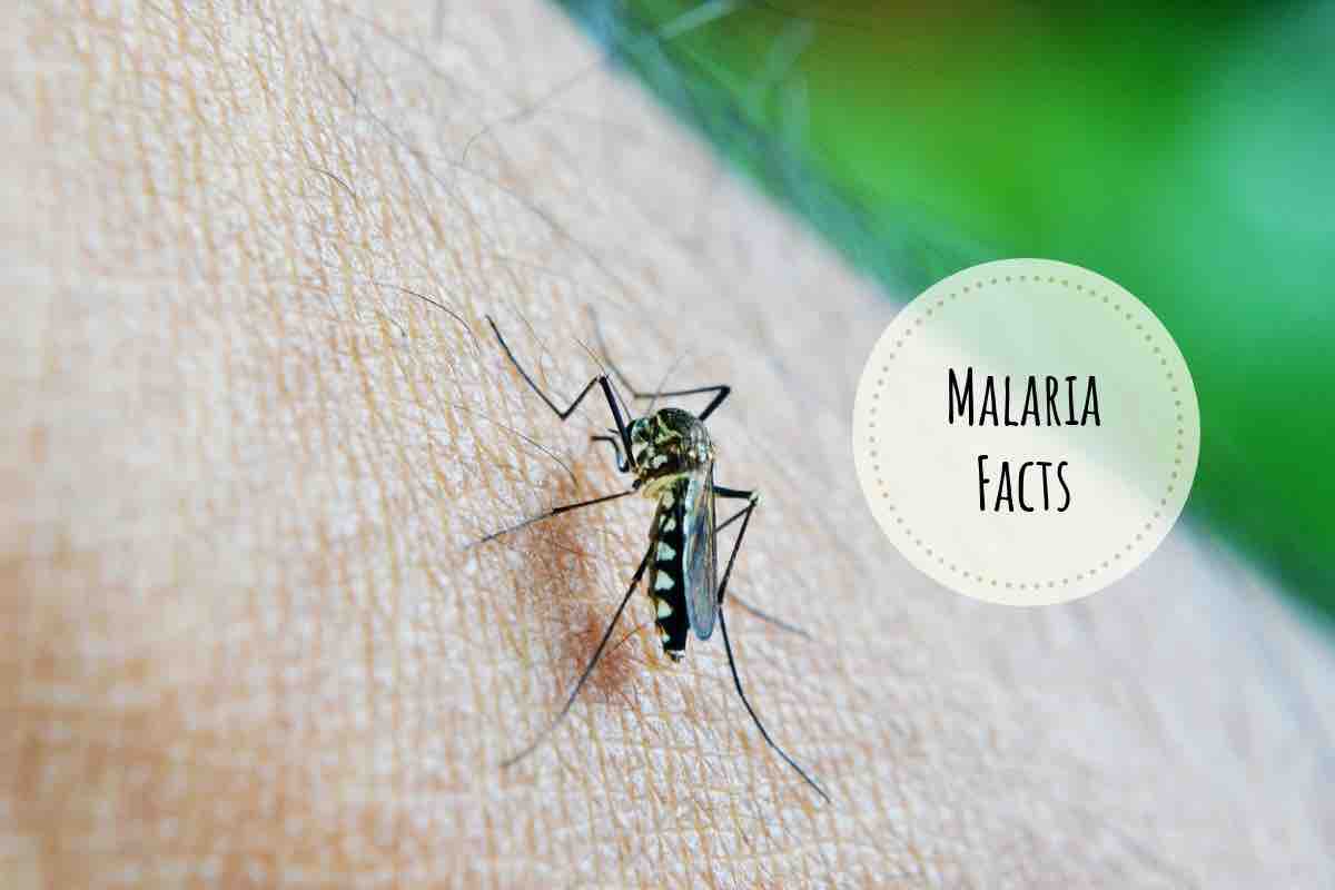 Malaria Facts: Stay Informed & Protected From This Deadly Disease!